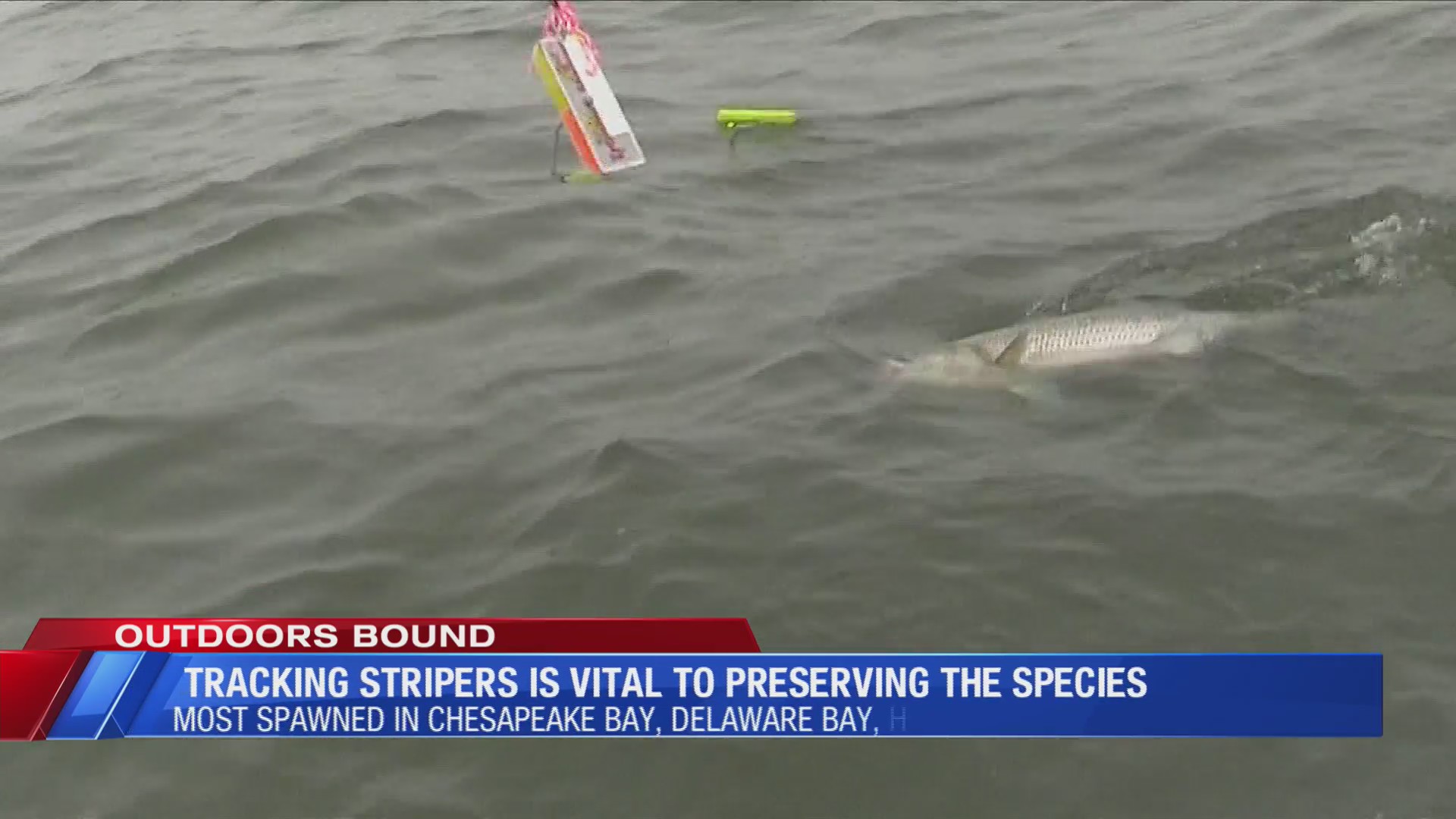 OUTDOORS BOUND: GRAY FISH TAG RESEARCH