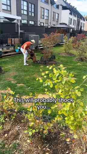 Don’t Throw Away Those Shredded Dog Toys or Old Rags—Here’s Why