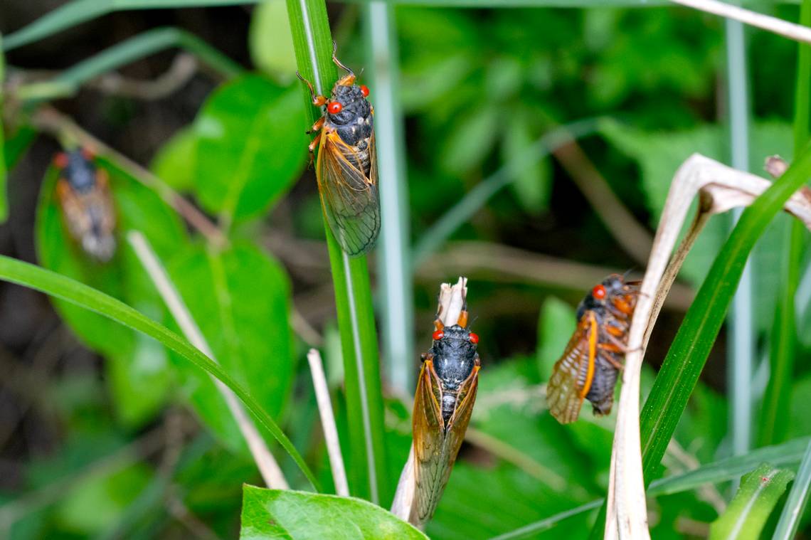 The buzzing is back. What to know about 17-year cicadas in Centre County