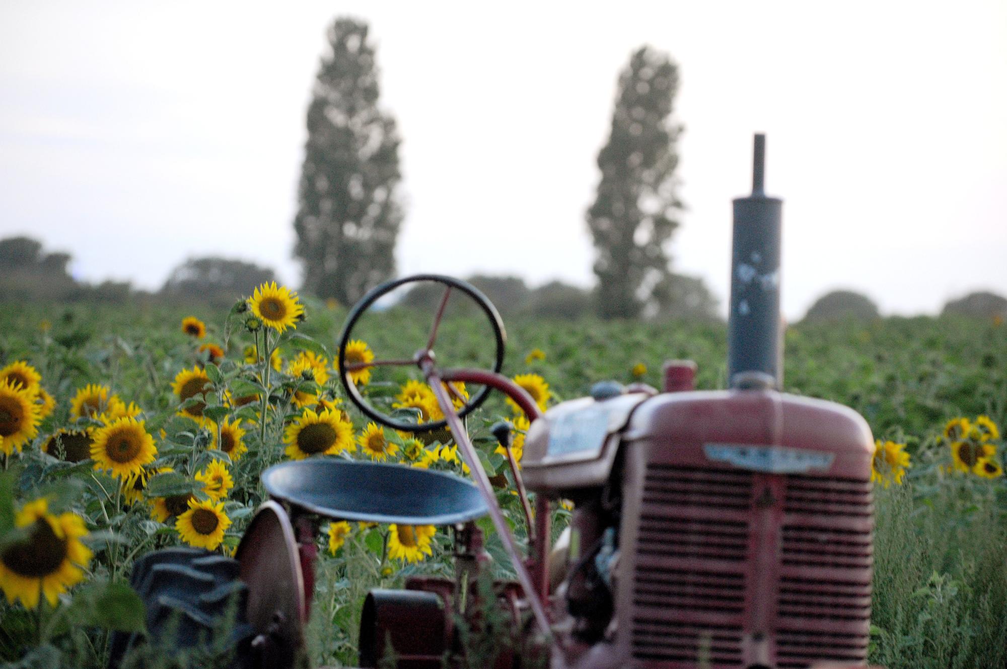 Excitement as Sam's Sunflowers announces opening date - and there is ...