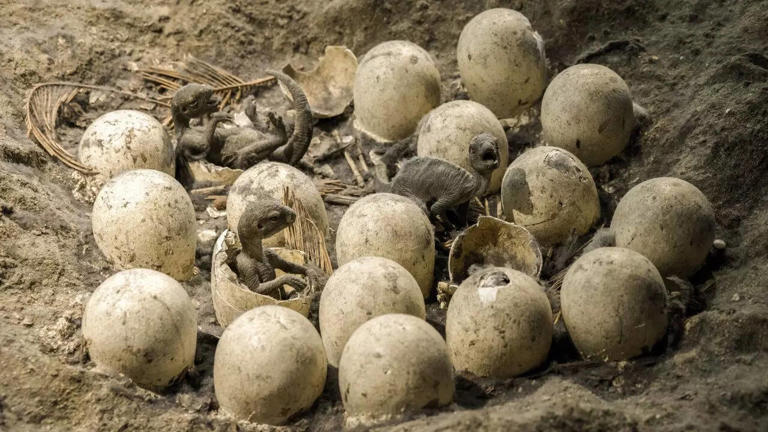 100-million-year-old dinosaur eggs recovered in Jurassic America