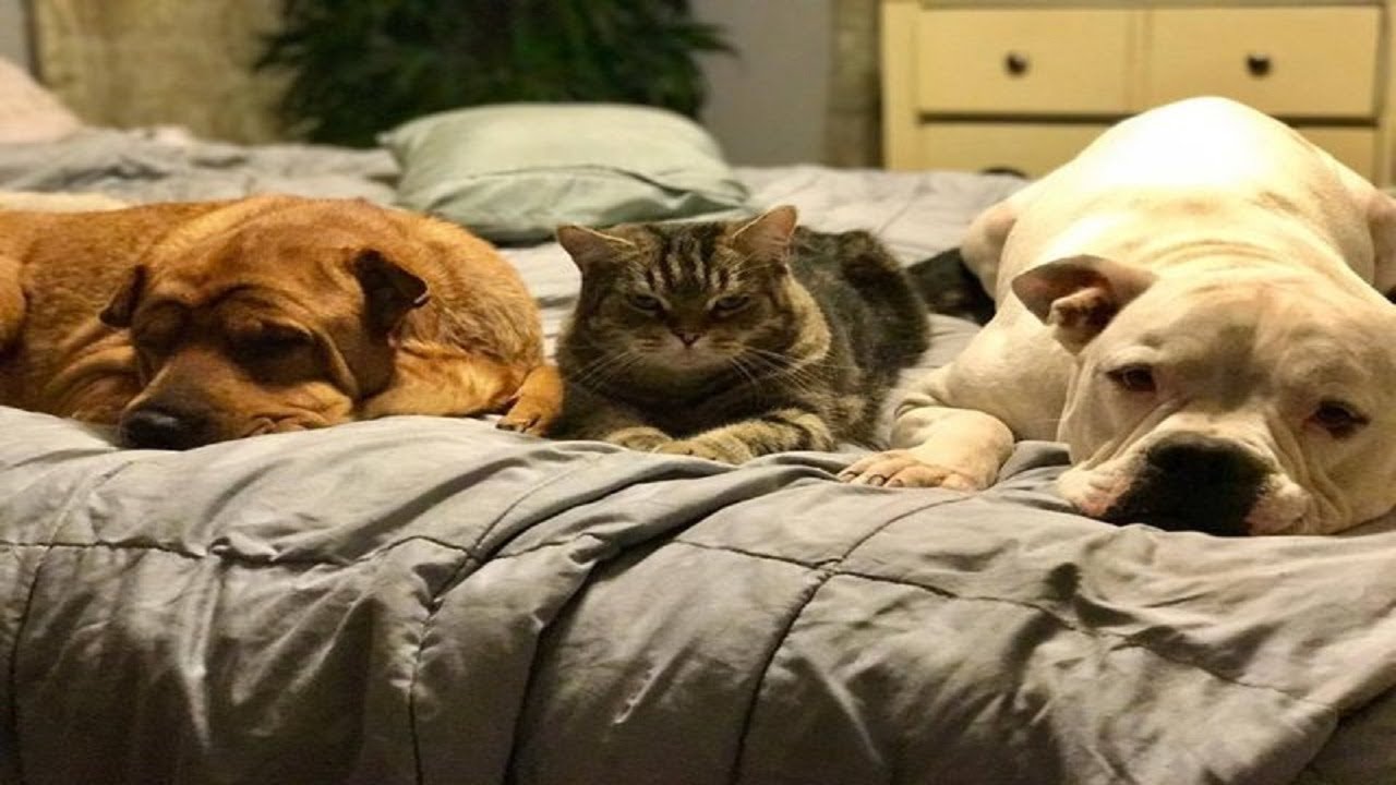 Dog Returned To Shelter Twice Was So Afraid He Wouldn’t Stop Shaking In ...