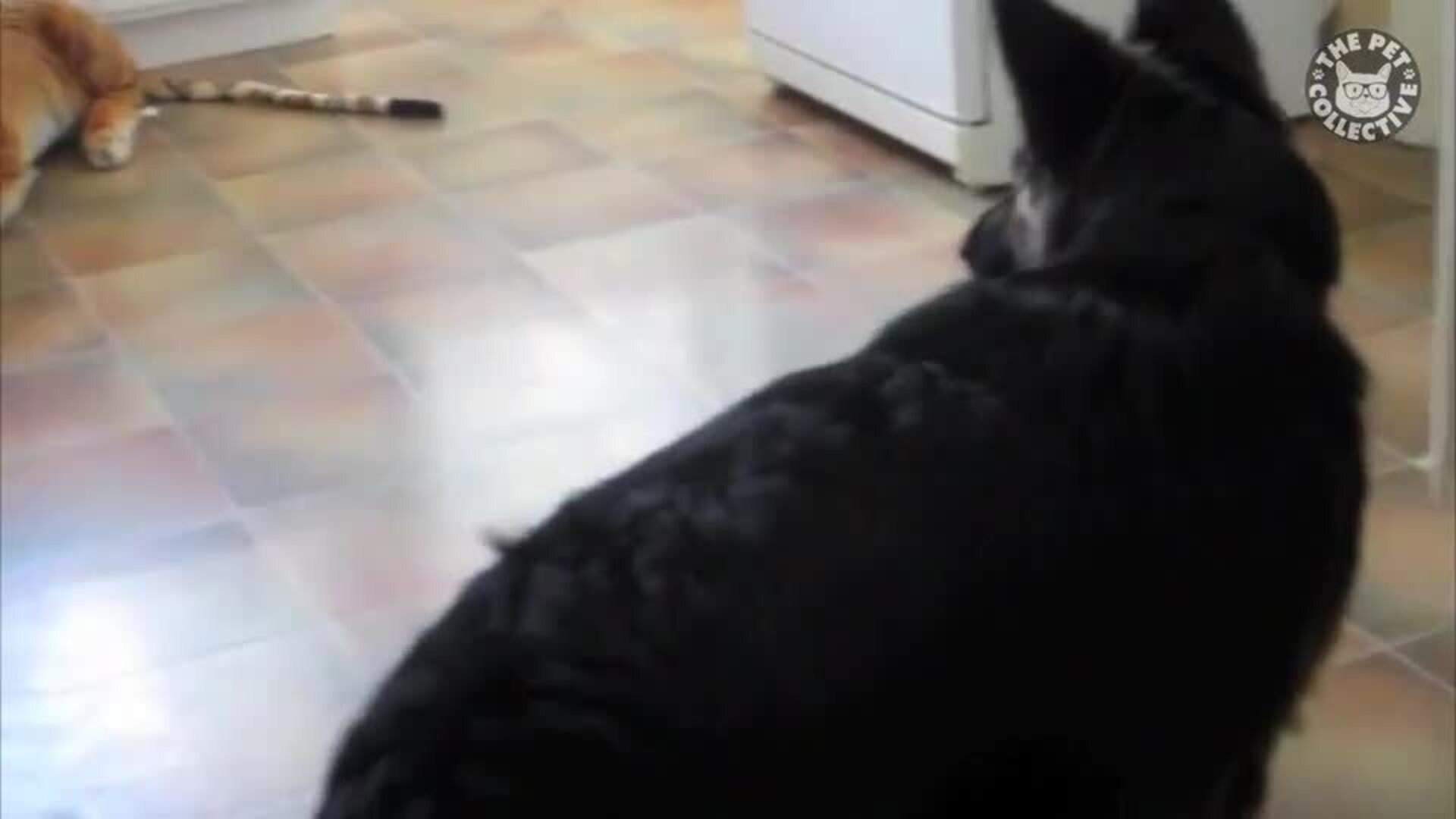 Funny Dog Logic Pet Video Compilation