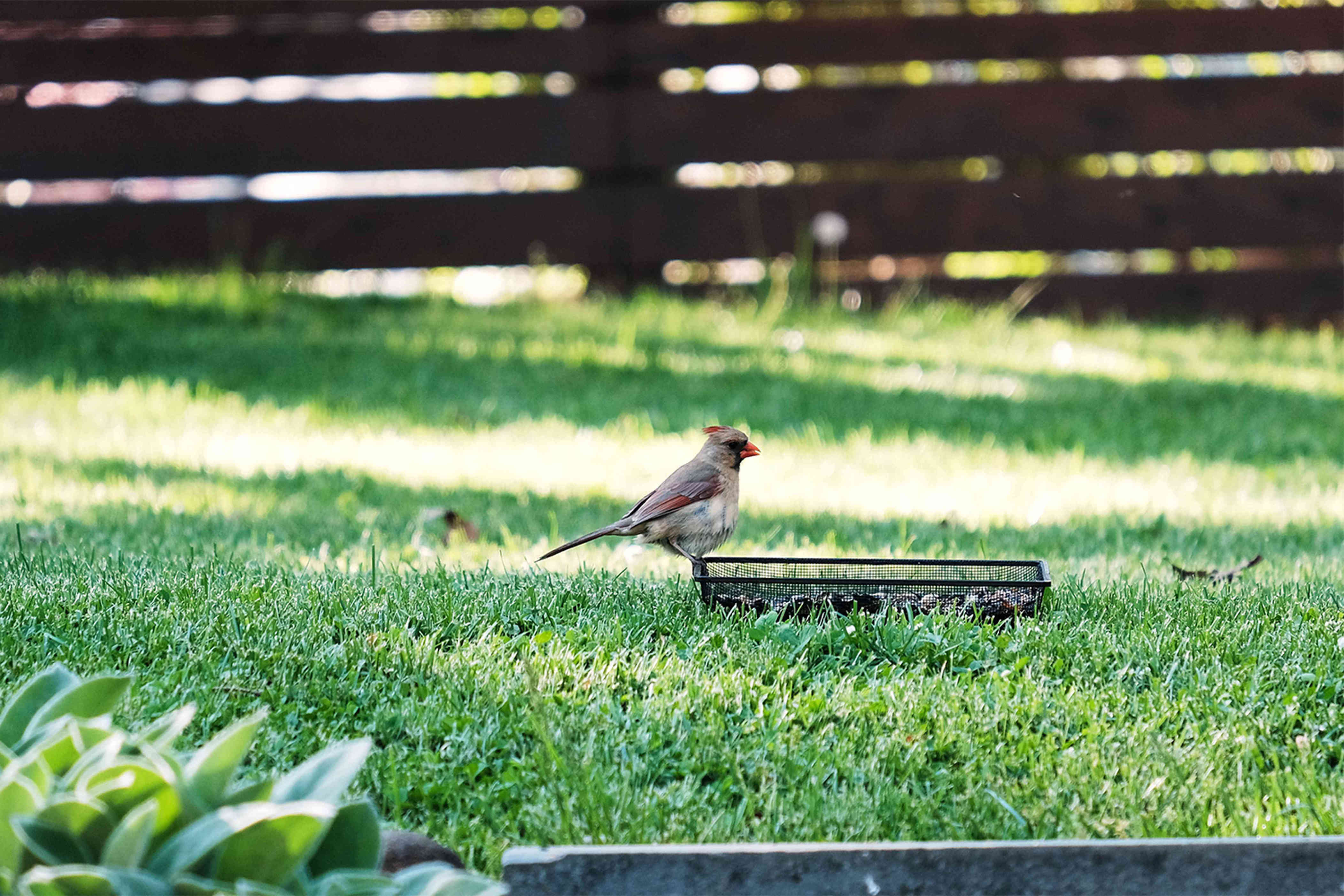 10 Under-$30 Bird Feeders to Hang on Trees, Stick to Windows, or Mount ...