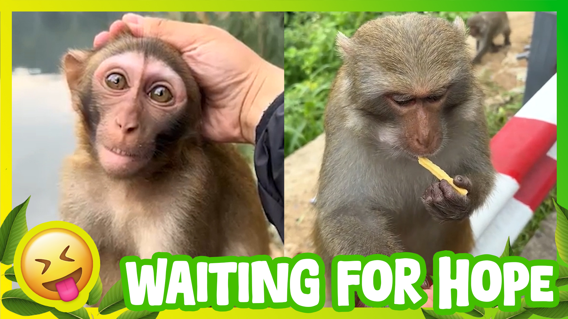 Monkey Waiting in Silence 🐵🌤 | Peaceful and Emotional Jungle Moment