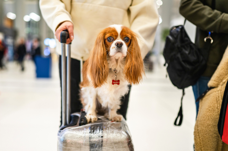 11 Best Dog Breeds for People Who Love to Travel Internationally