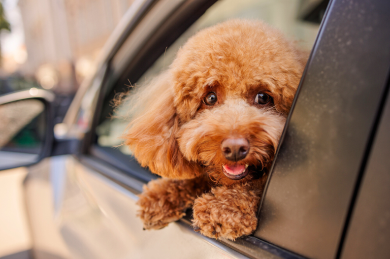 11 Best Dog Breeds for People Who Love to Travel Internationally