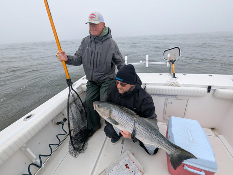Anglers catch fish for science and to save a species vital to Massachusetts