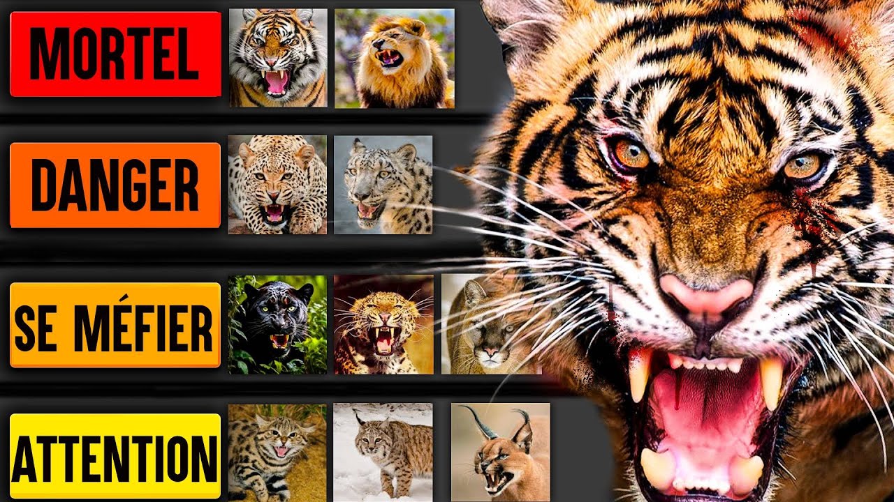 Les 10 félins les plus DANGEREUX de la planète