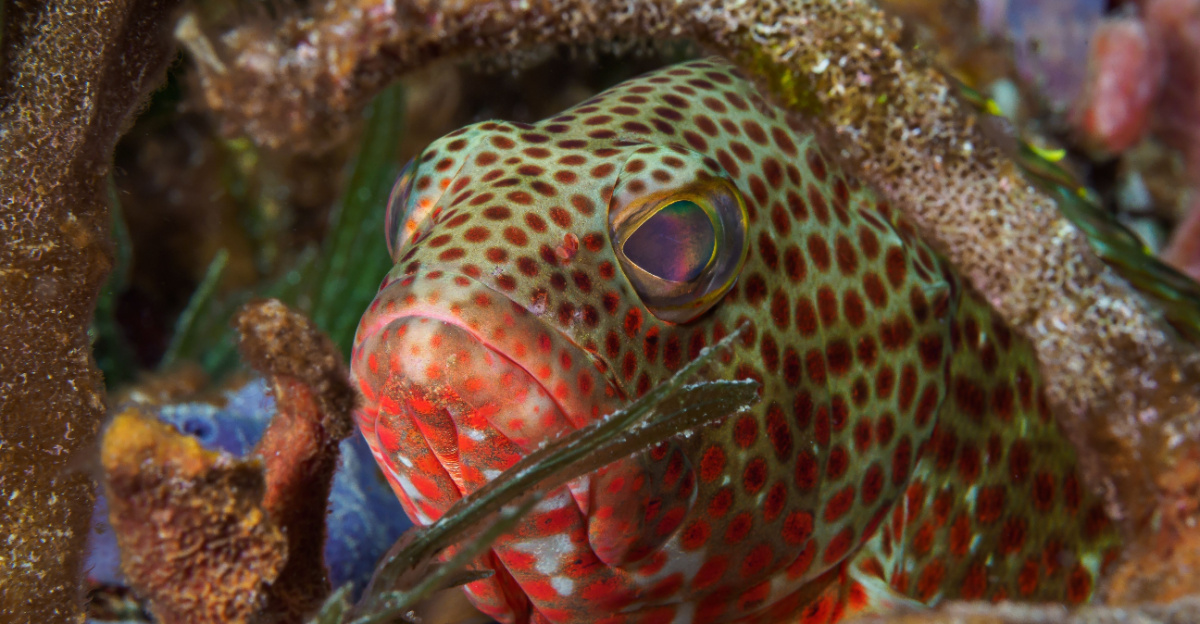 Coral Comeback: How Probiotics Are Helping Save the World’s Reefs