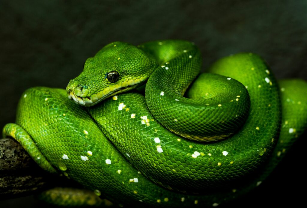 The Most Beautiful Snakes On Earth (That You’d Still Want To Avoid)