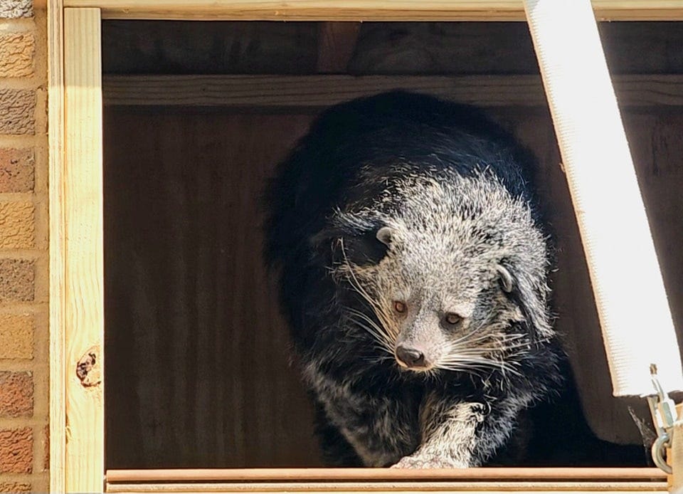 Meet Sheba, the newest animal arrival at the Erie Zoo. What is a binturong?