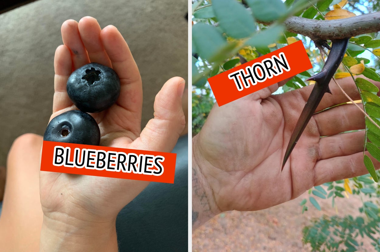 19 Things That Are Way, Way, Way, Way, Way Larger Than They Should Be