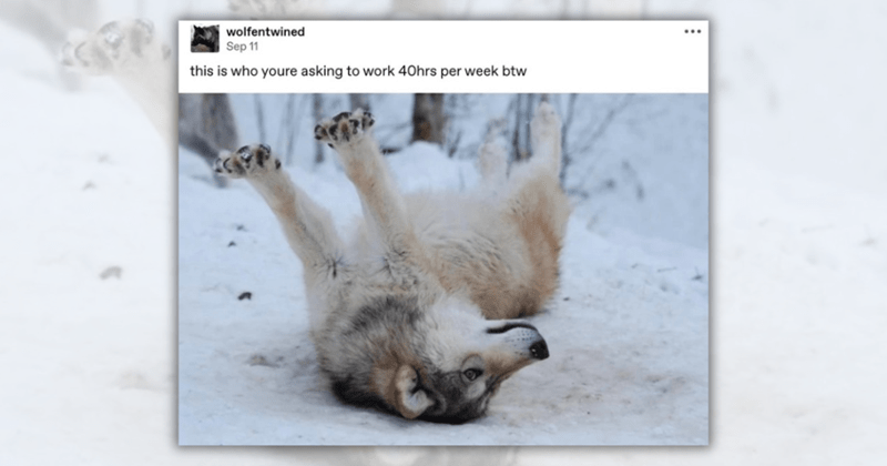 22 Uplifting Dog Memes to Silly Up Your Sunday With the Power of Puppy Paws