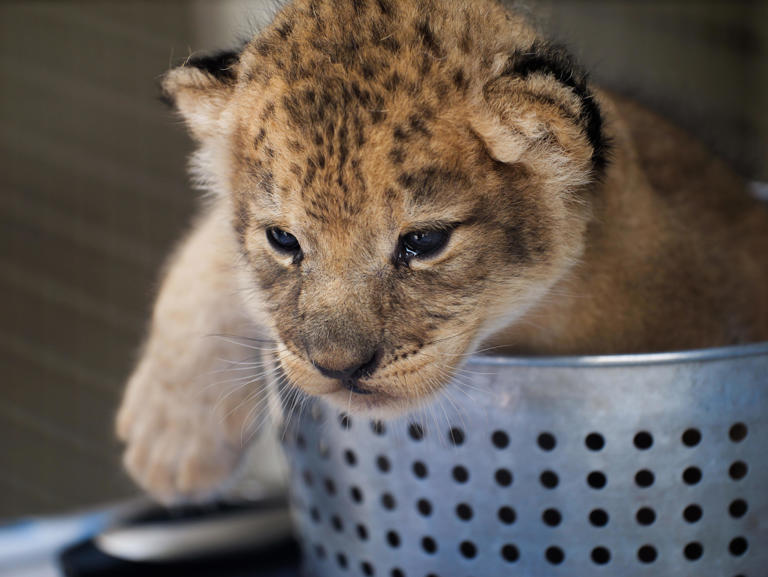 Lion Country Safari welcomes two female African lion cubs, launches ...