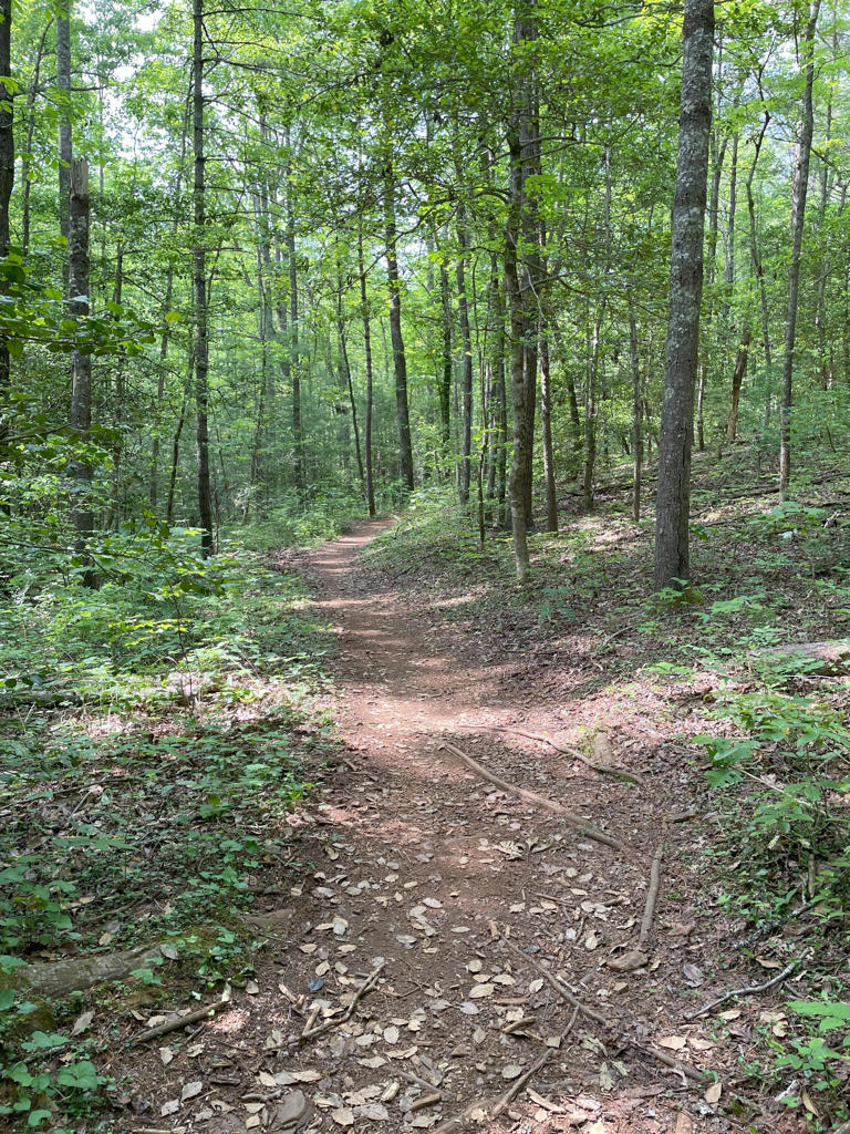 Popular DuPont Forest Reasonover Creek Trail to undergo repairs ...