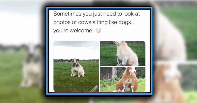 21 Silly Animal Memes to Scroll While Avoiding Real Life Responsibilities