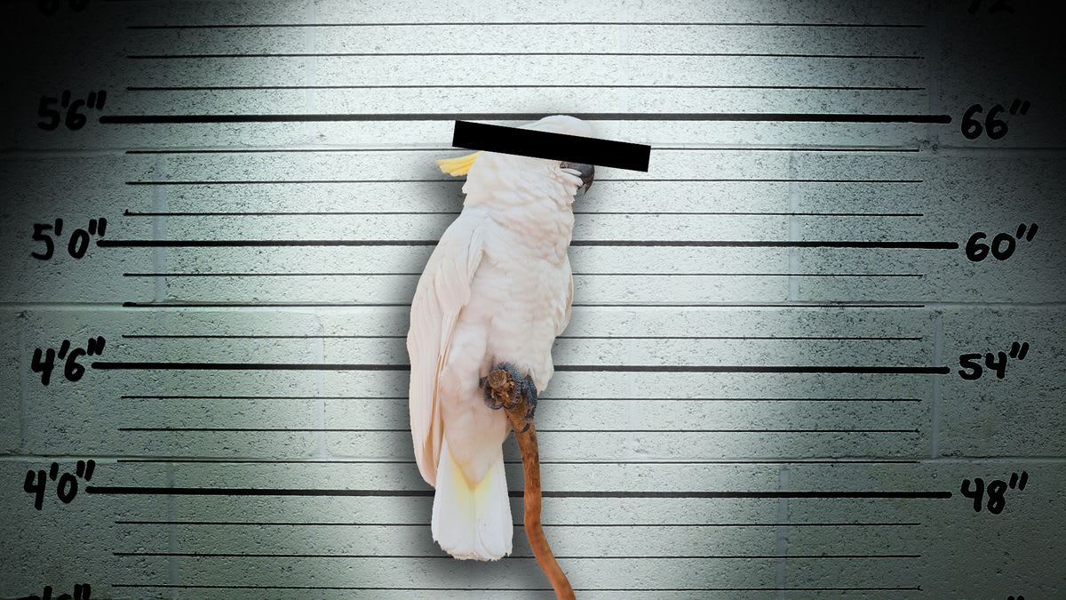 Suspect Accused Of Fowl Play In Scrubbed Australian Rocket Launch Is ...