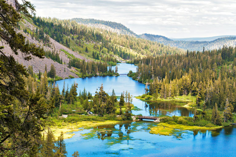 One Of The World's Oldest Trees Lives In An Unexpected U.S. National Forest