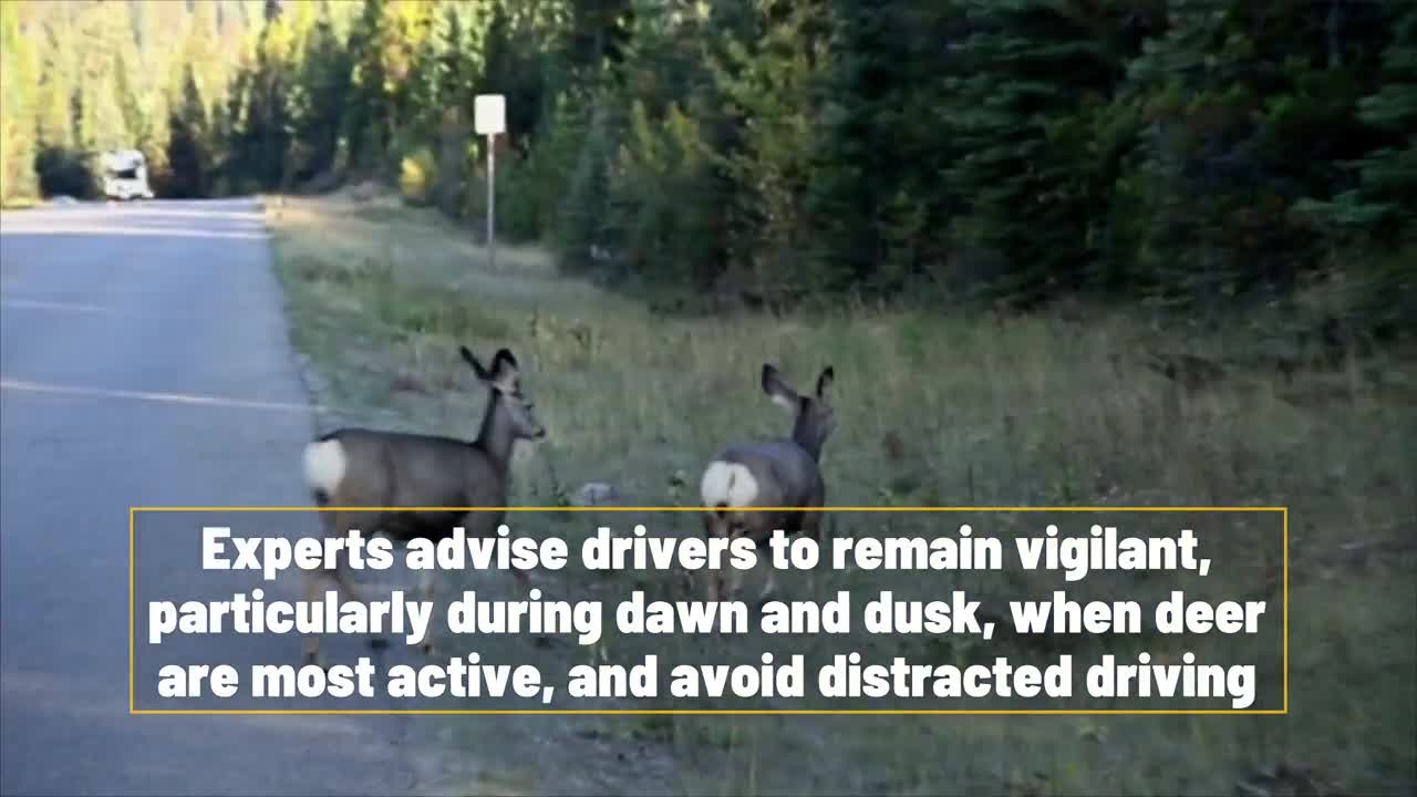 Navigating Deer Hazards: Safe Driving Tips To Prevent Collisions