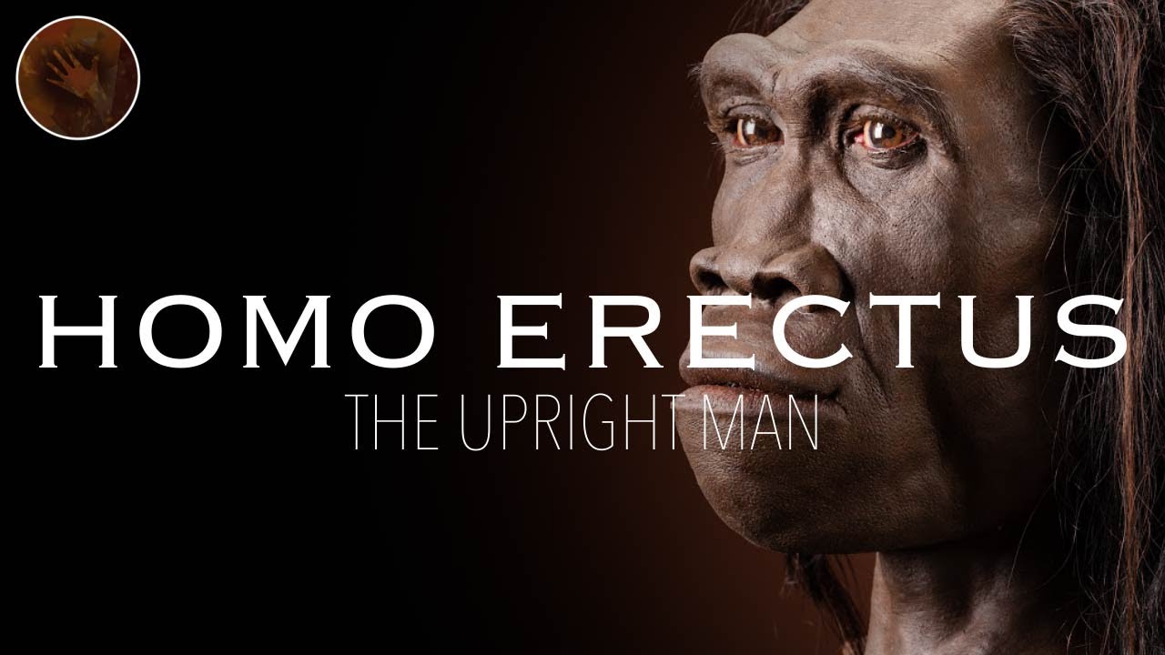 Homo Erectus Explained: The Story of ‘The Upright Man’