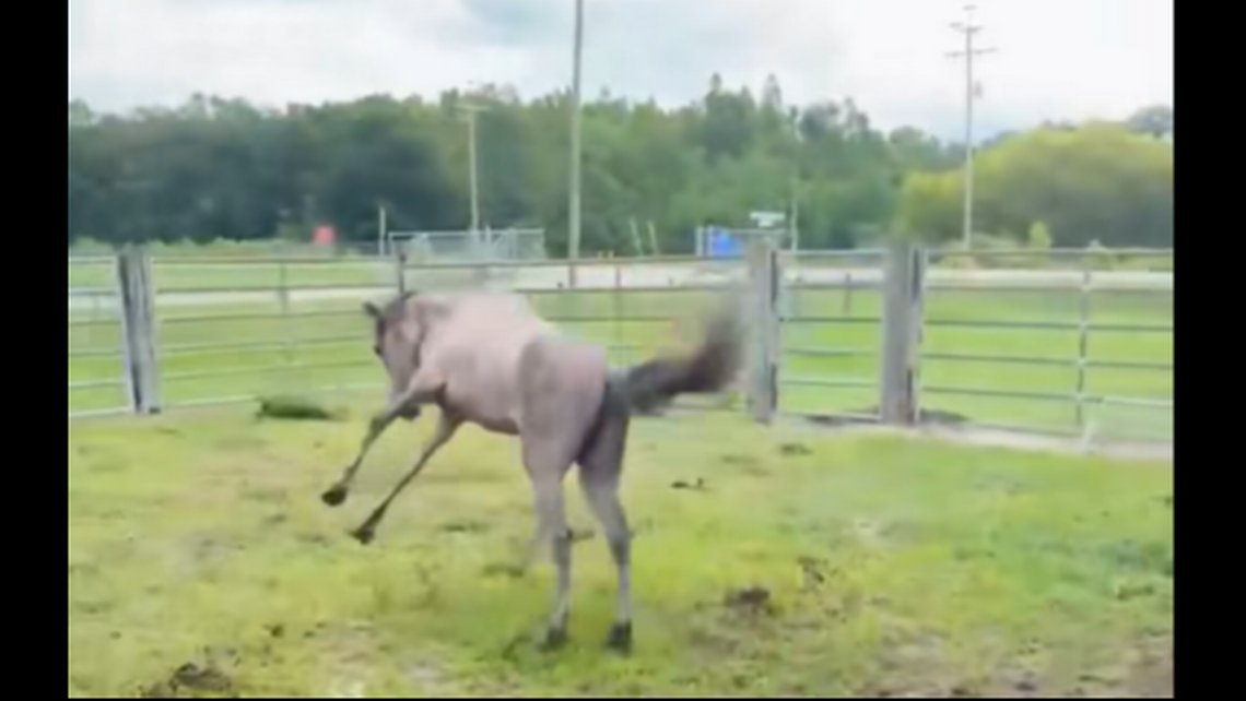 Horse held years in dark Florida barn has joyous reaction when freed ...