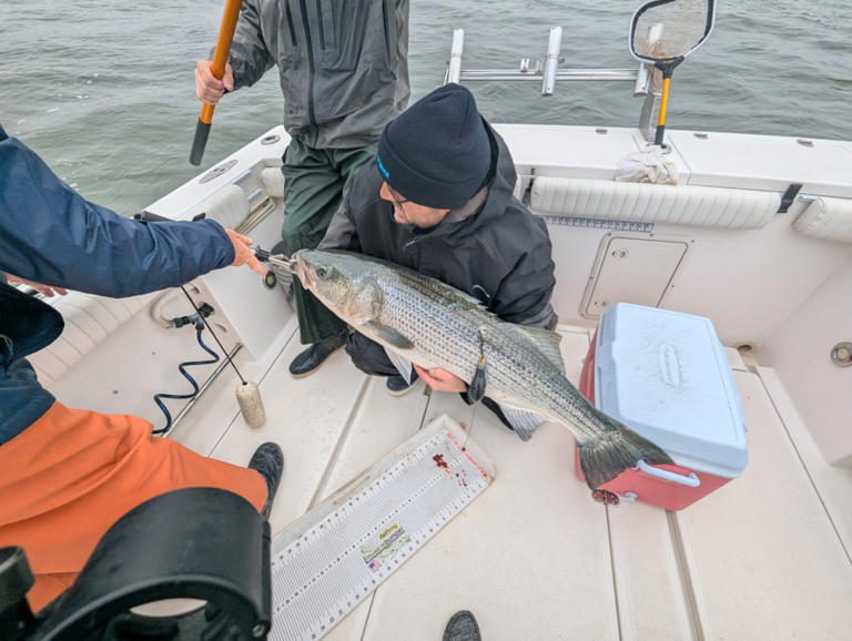 Anglers catch fish for science and to save a species vital to every ...