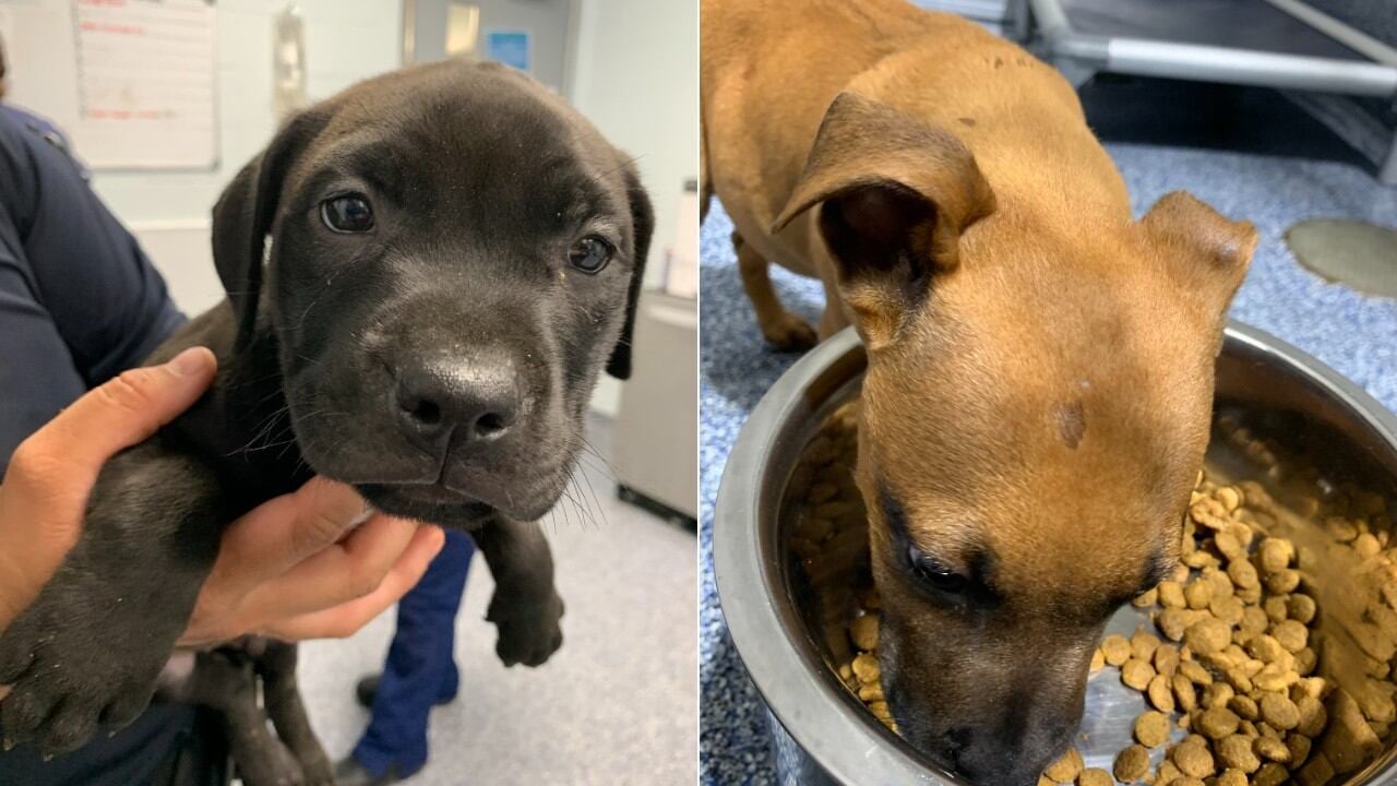 Fosters needed after dozens of dogs were seized from a Charlotte property