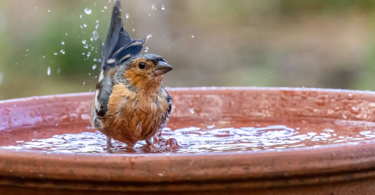 That’s Why You Should Drop a Coin in Your Birdbath – And Other Handy ...