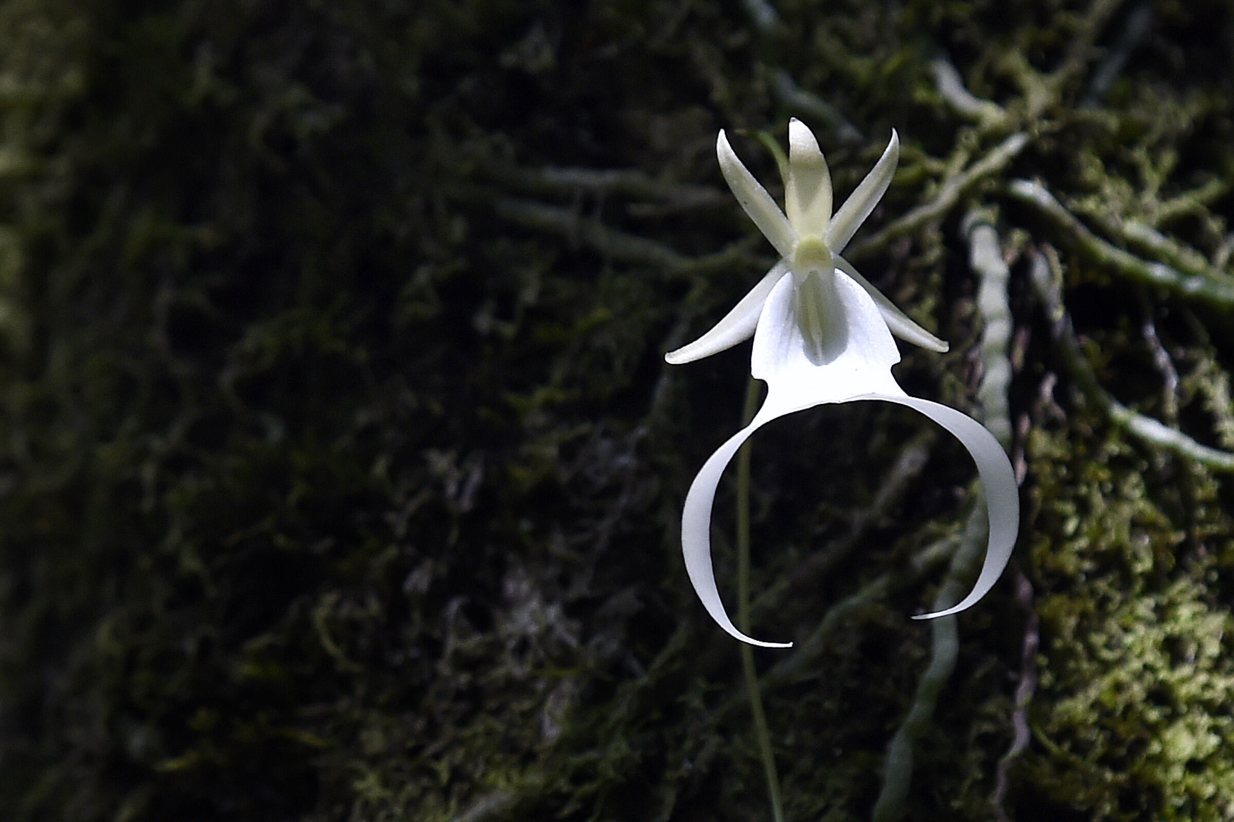 Ghost Orchid Endangered Amid Poaching, Habitat Threats