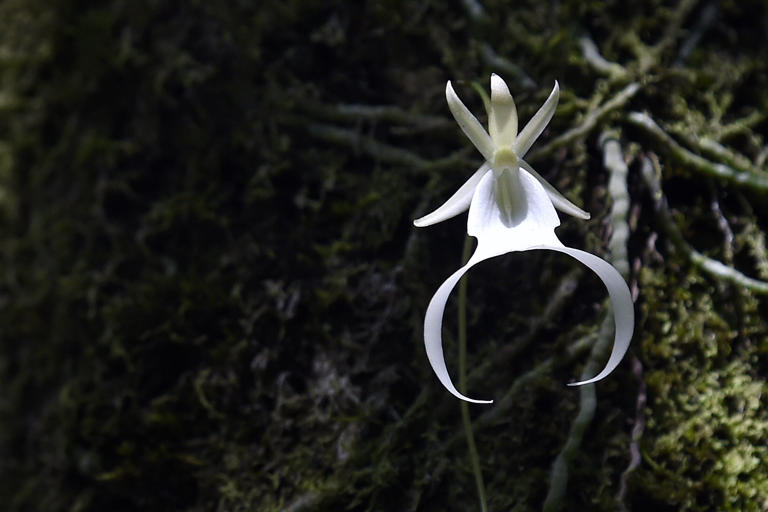Ghost Orchid Endangered Amid Poaching, Habitat Threats