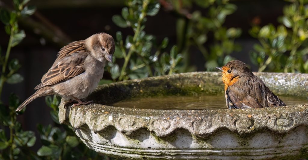 That’s Why You Should Drop a Coin in Your Birdbath – And Other Handy ...