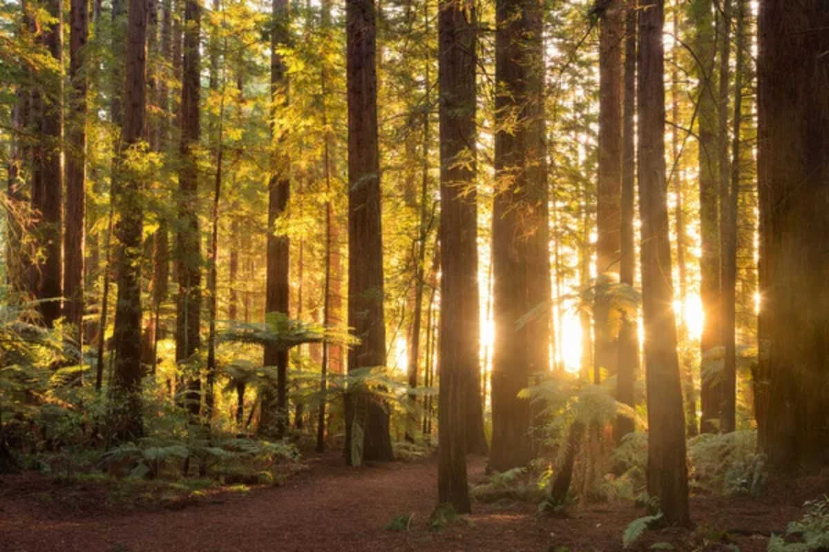 20 Coastal Redwoods Hikes in Northern California