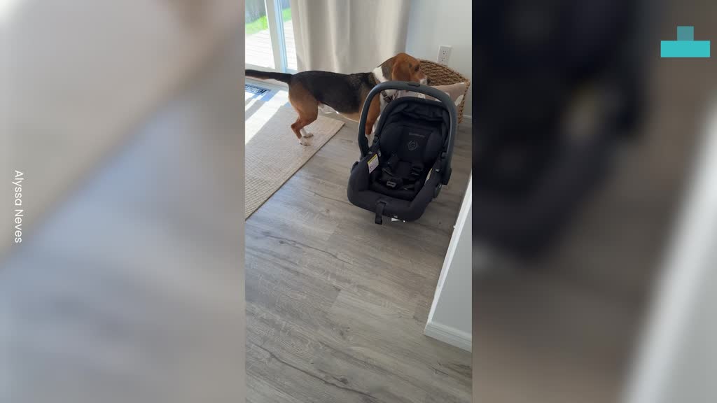 Newborn Meets The Family Dog In Adorable Moment