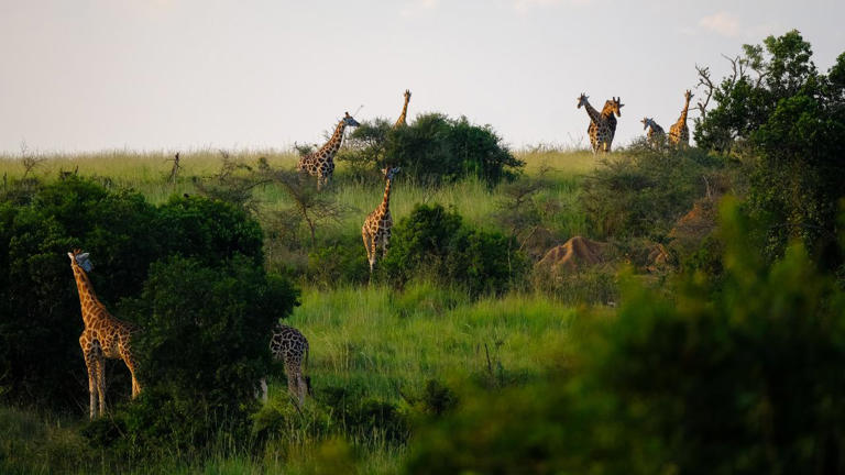 Scientists discover universal rule that governs all life on Earth