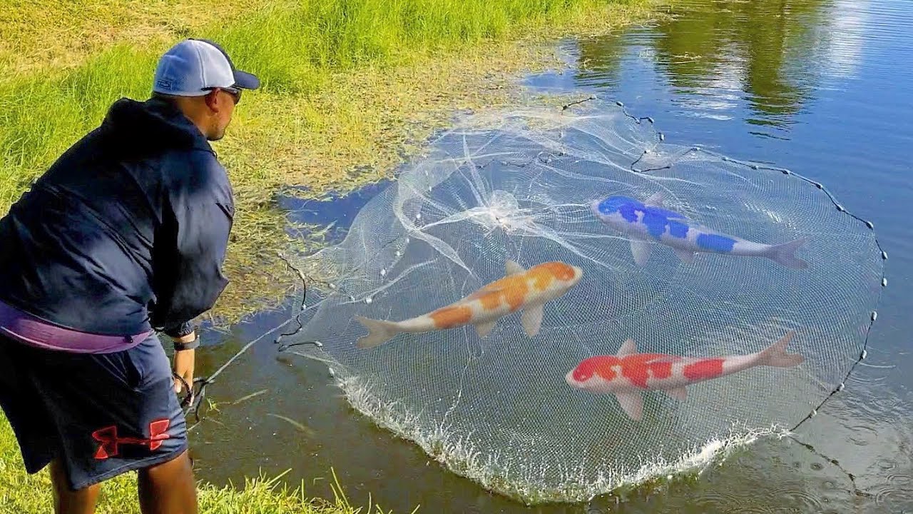 Giant Net-Trap Catches Colorful Feeding Fish