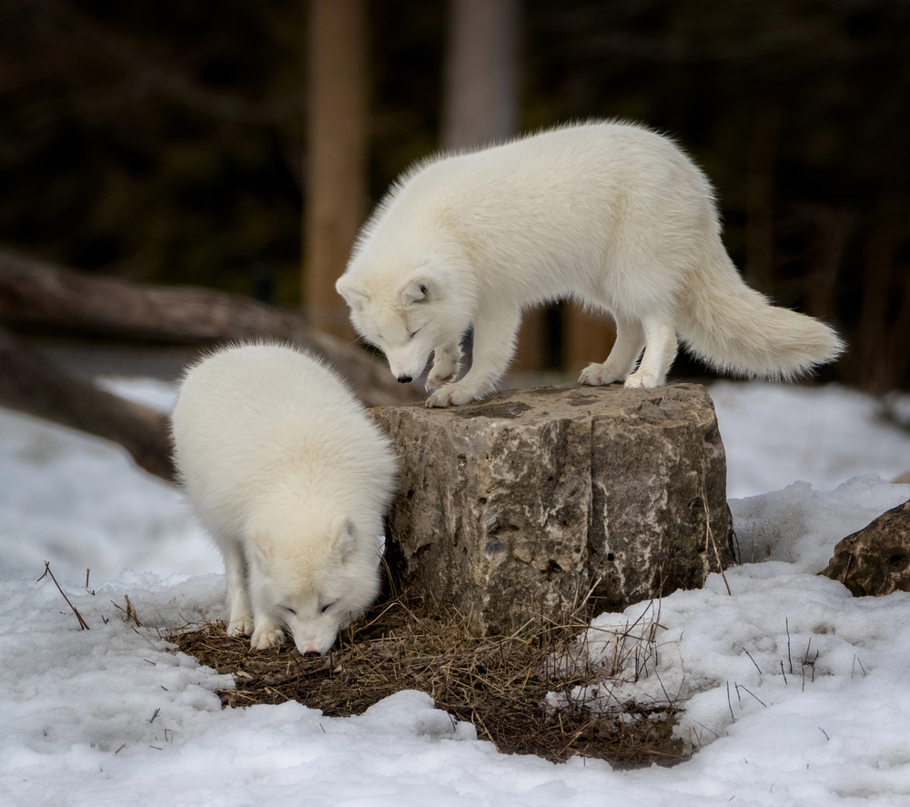 14 Myths About the Arctic That Science Has Debunked