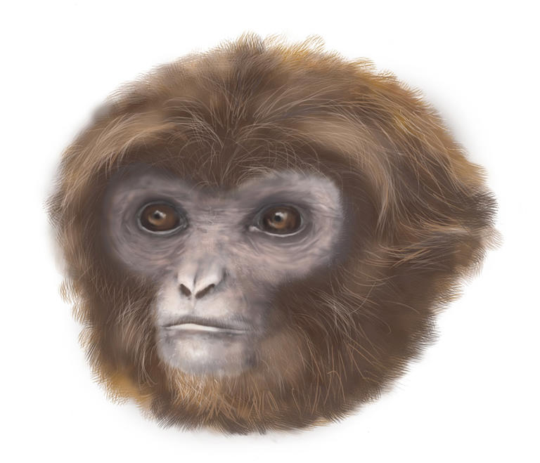 Human evolution: Facts about the past 300,000 years of Homo sapiens