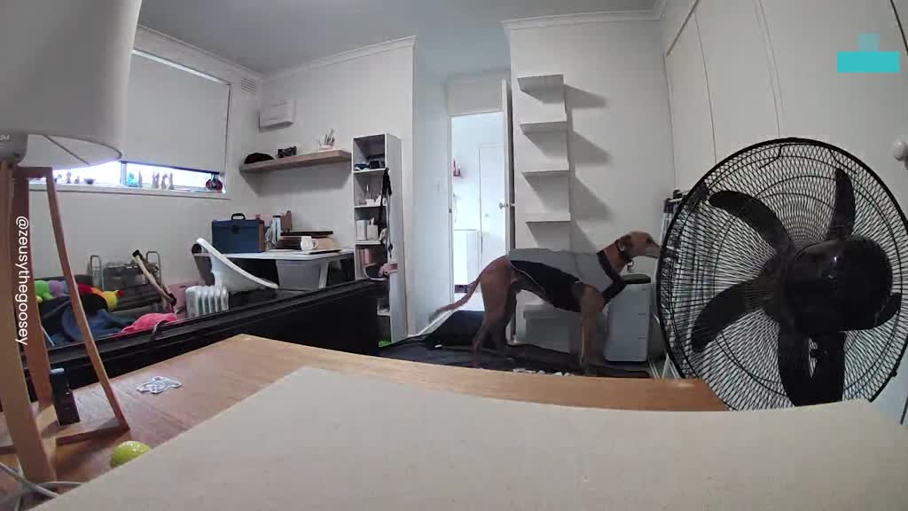 Greyhound's Hilarious Destruction Caught On Camera