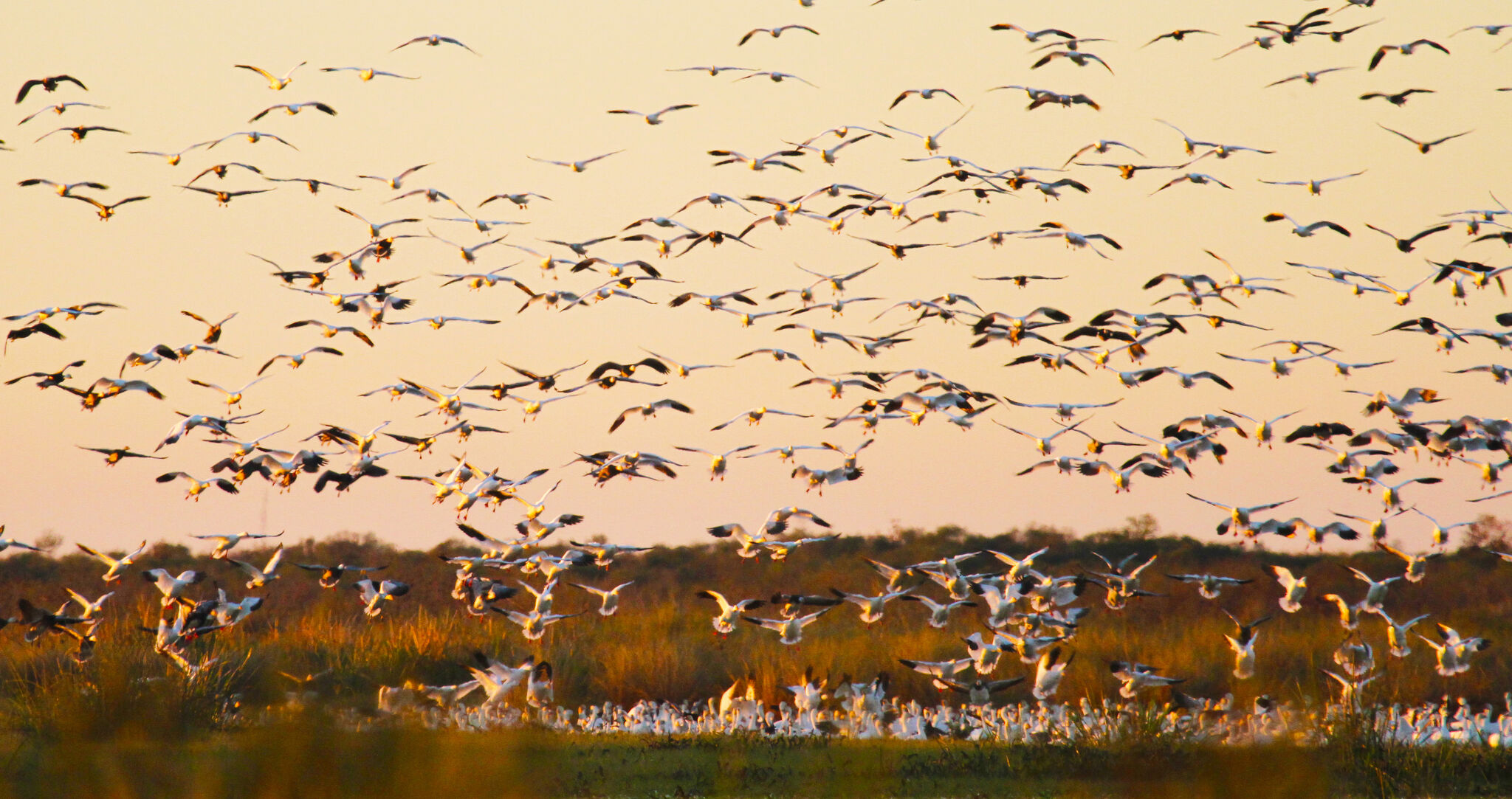Texas Parks and Wildlife offering 140 public hunts during 2025-26 season