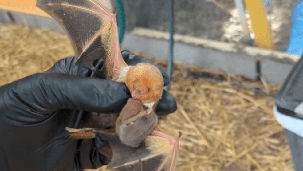 Injured bat and her babies rescued after falling from sky in Pflugerville