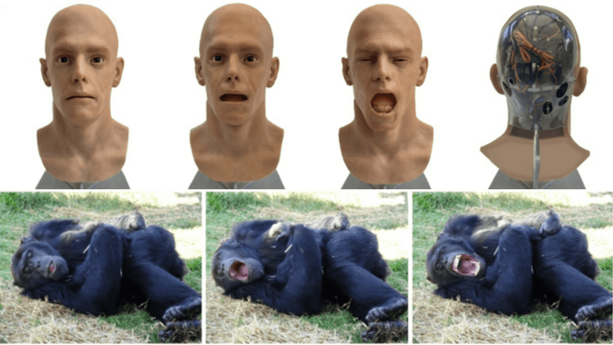 Chimpanzees Catch Yawns From Androids In Breakthrough For Contagious ...
