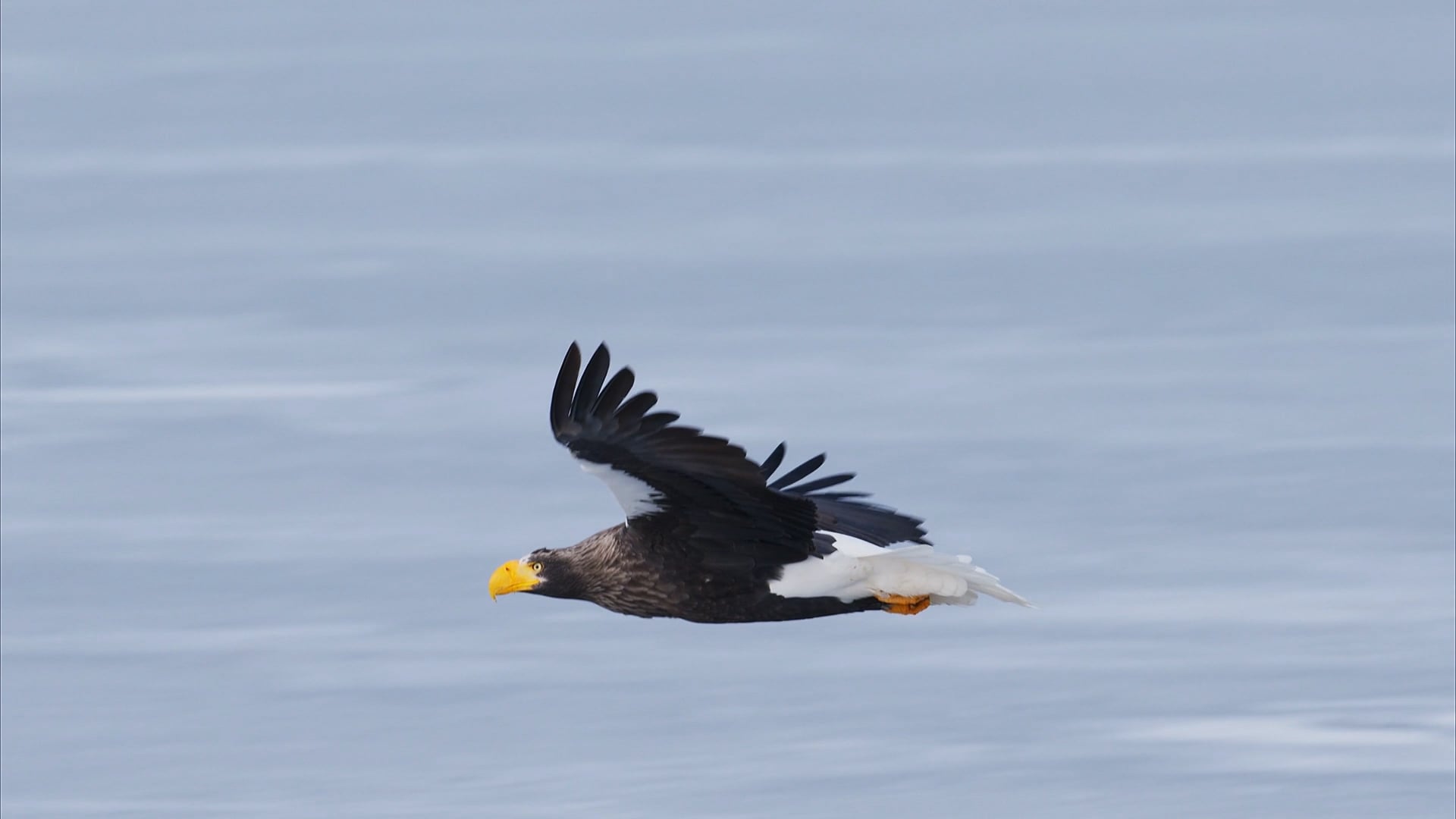 The Steller's Sea Eagle: Nature's Marvel Captured on Film
