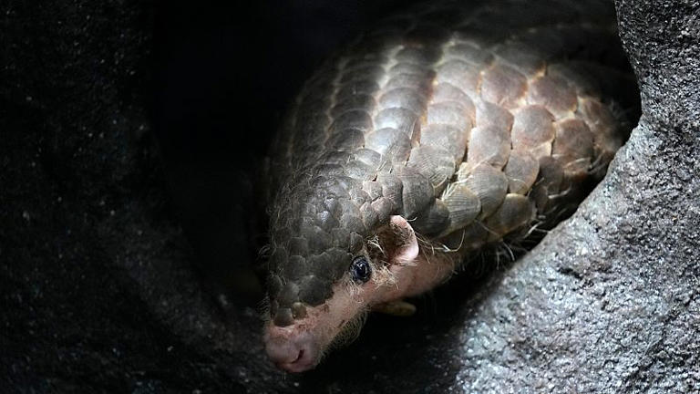Brookfield Zoo’s pangolin at centre of new wildlife documentary