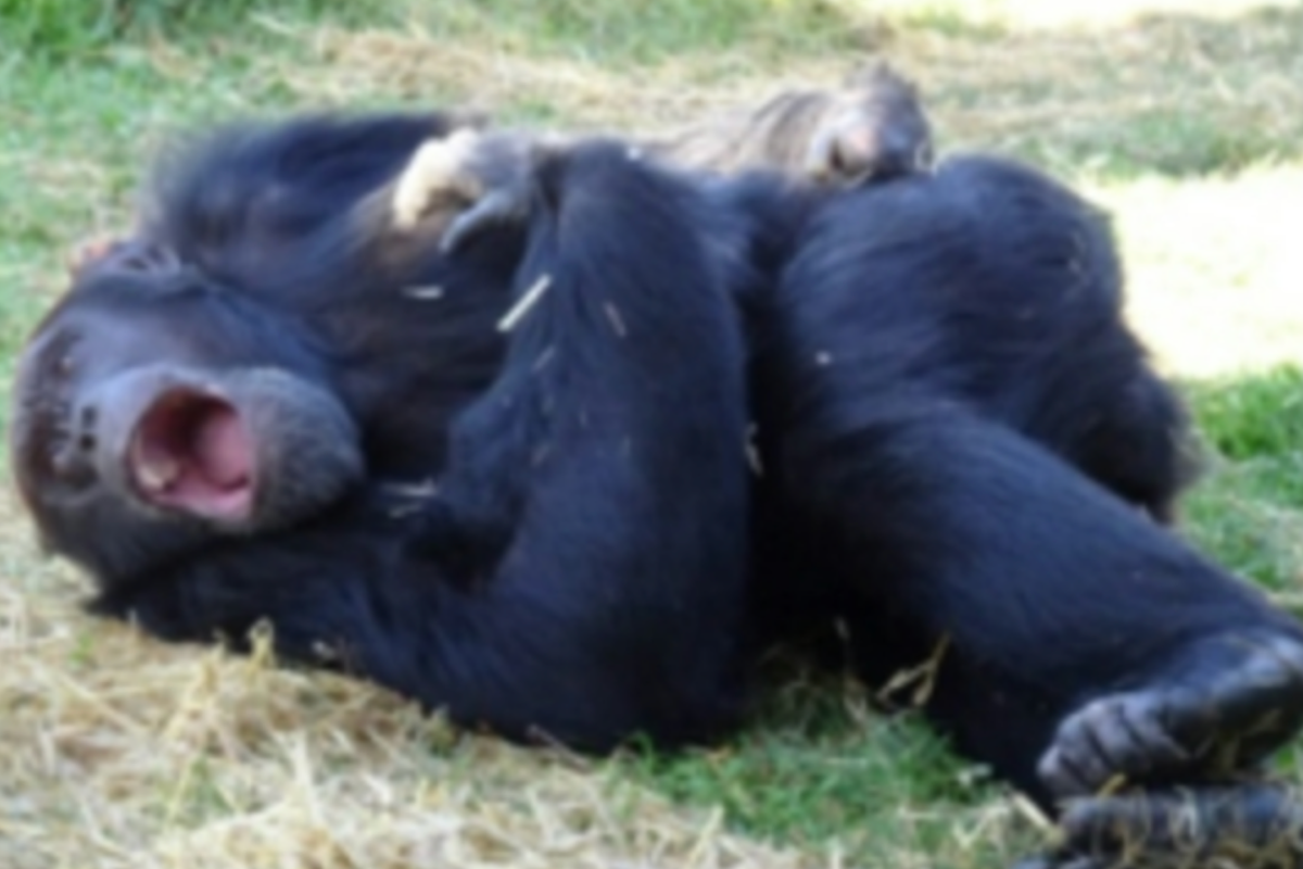 Scientists perplexed to find chimpanzees can ‘catch’ yawns – even from ...