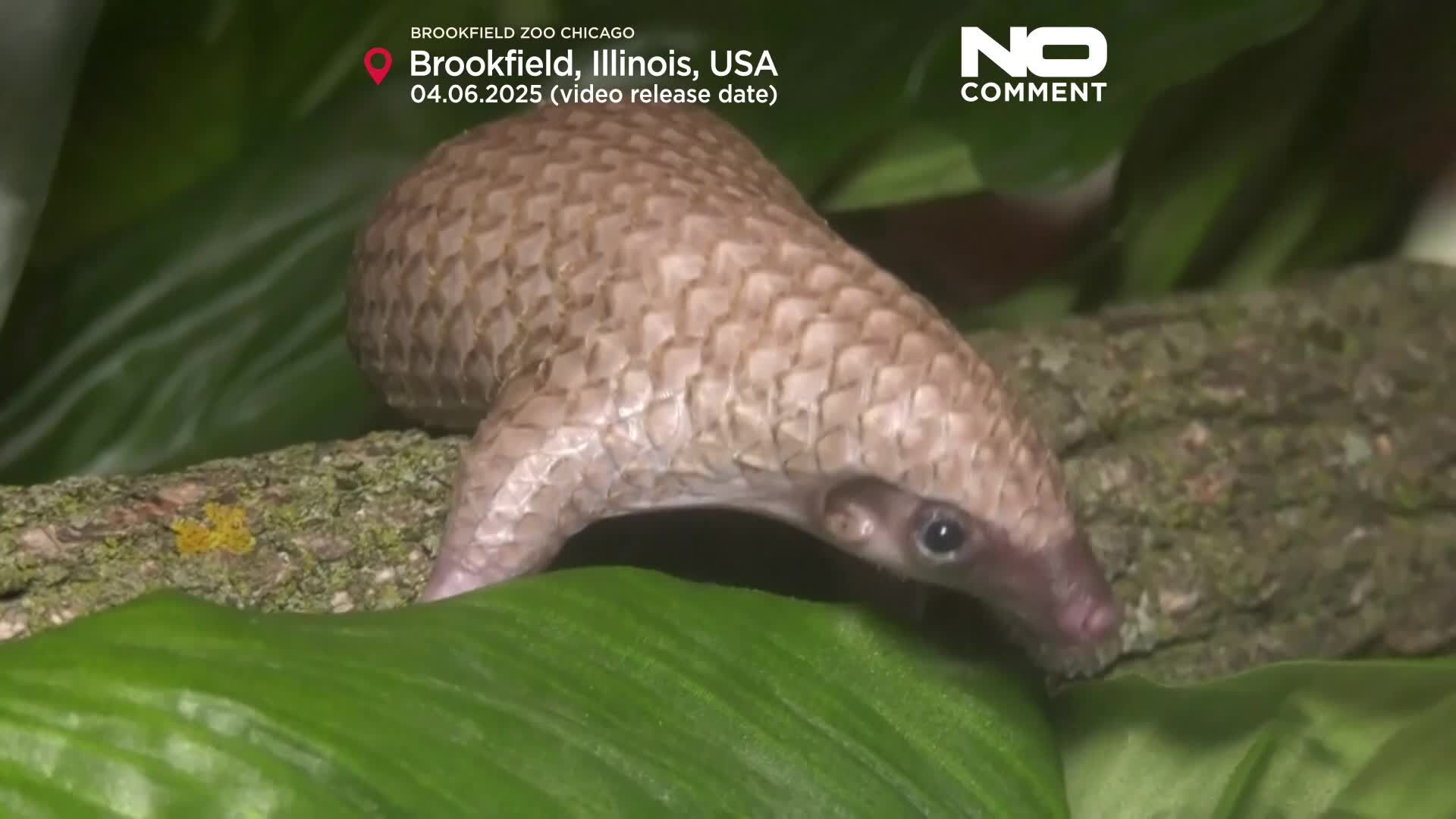 Brookfield Zoo’s pangolin at centre of new wildlife documentary
