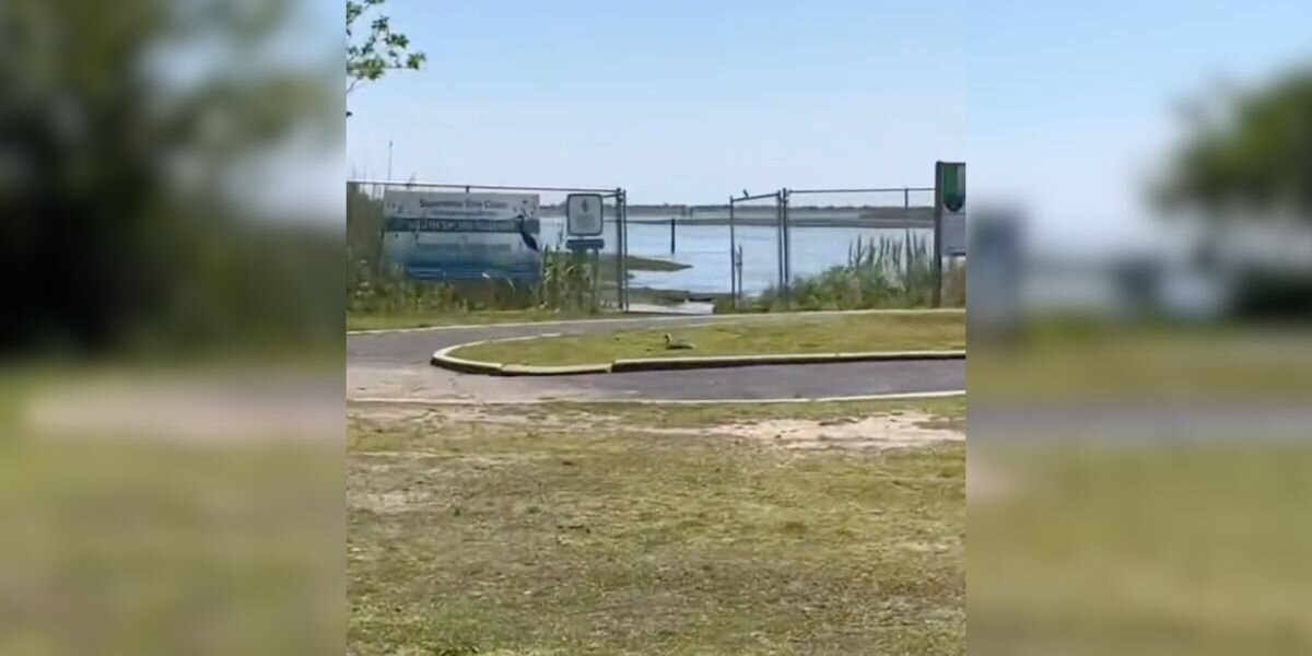 Woman Spots Gray Lump Limping Through Park And Saves A Baby Animal