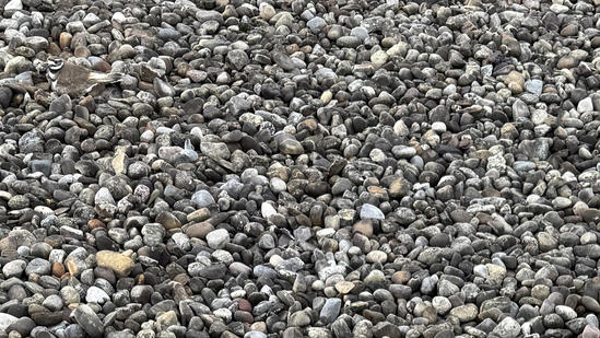 Optical illusion: Can you spot the hidden bird in this image that looks ...