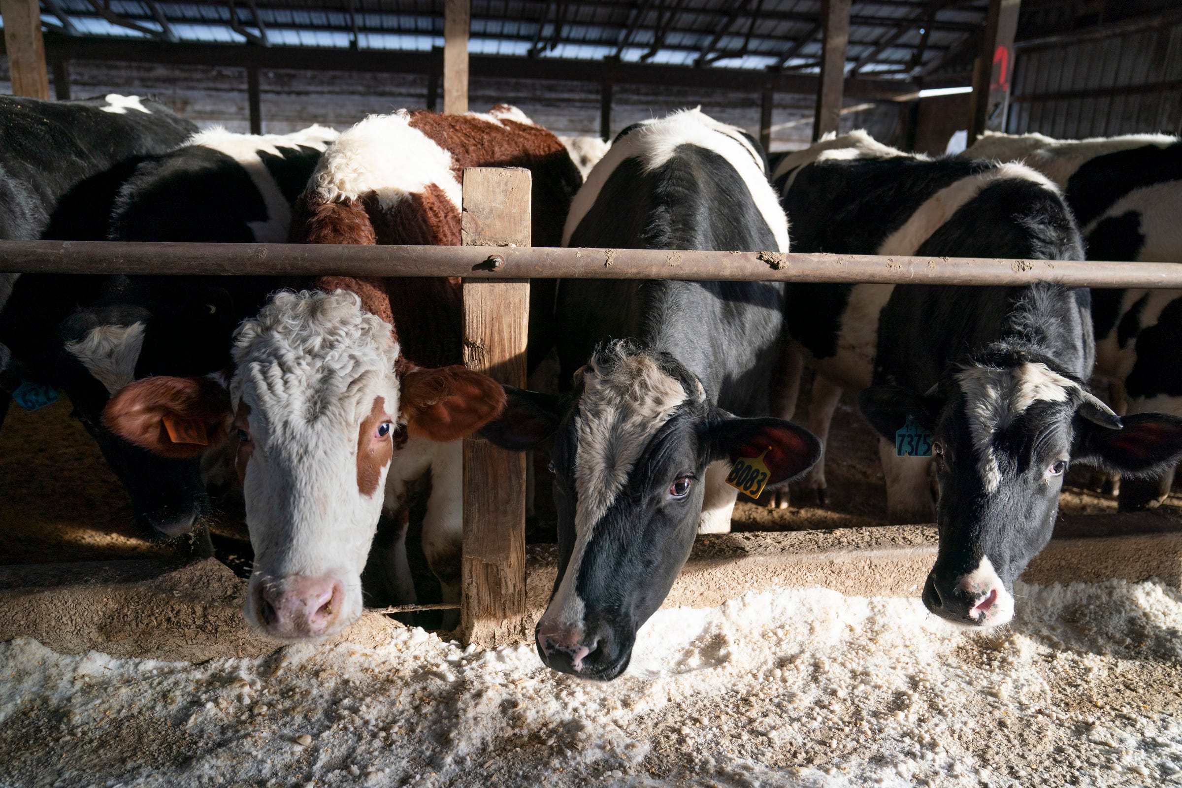 CDC: Bird flu virus that infected Michigan dairy farmer capable of ...