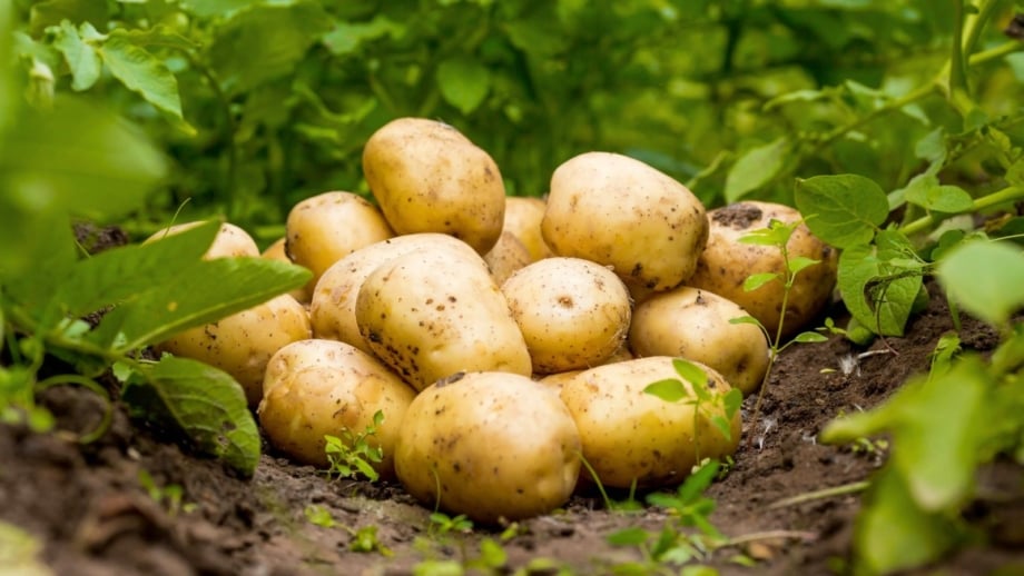 Testing Popular Potato-Growing Methods: Which is Best?